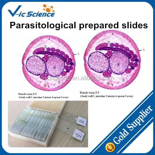 Parasitological Prepared Slides,Medical Parasite Microscope Slides ...