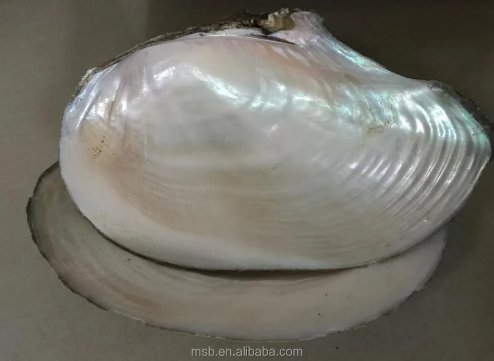 White Mother Of Pearl Farmed Freshwater Raw River Shell - Buy River ...