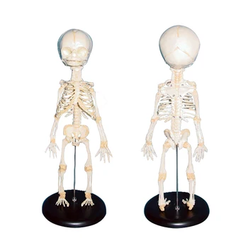 Newborn Baby Skeleton Model Infant Skeleton Model - Buy Infant Skeleton ...