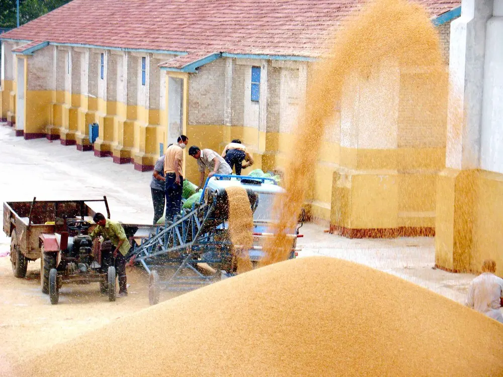 Zhoufeng Grain Winnowing Machine - High Productivity & Portability