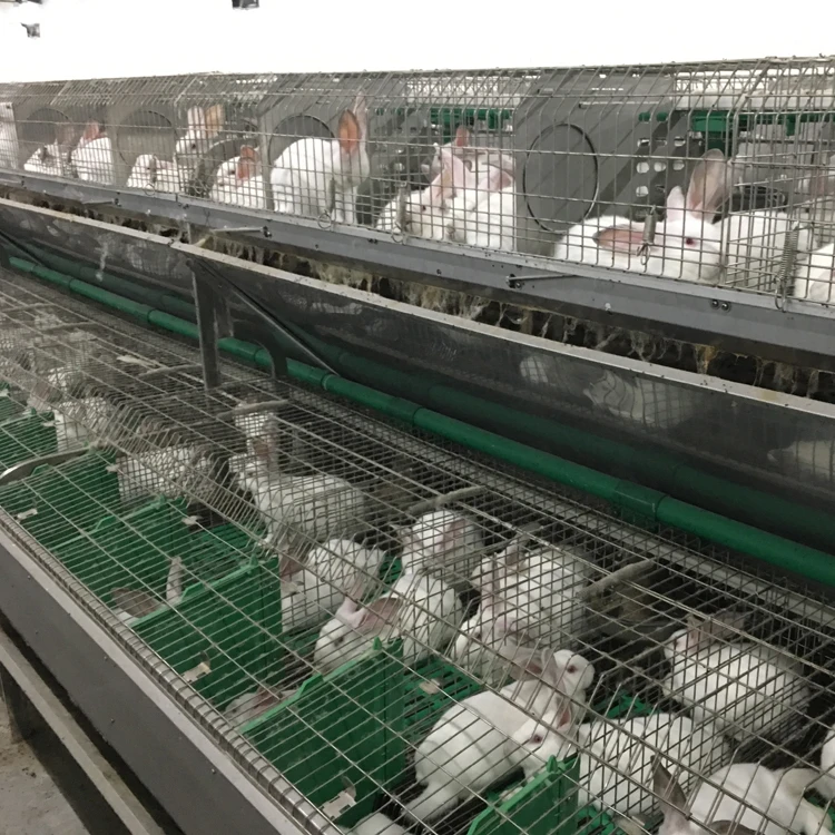 Commercial Rabbit Farming