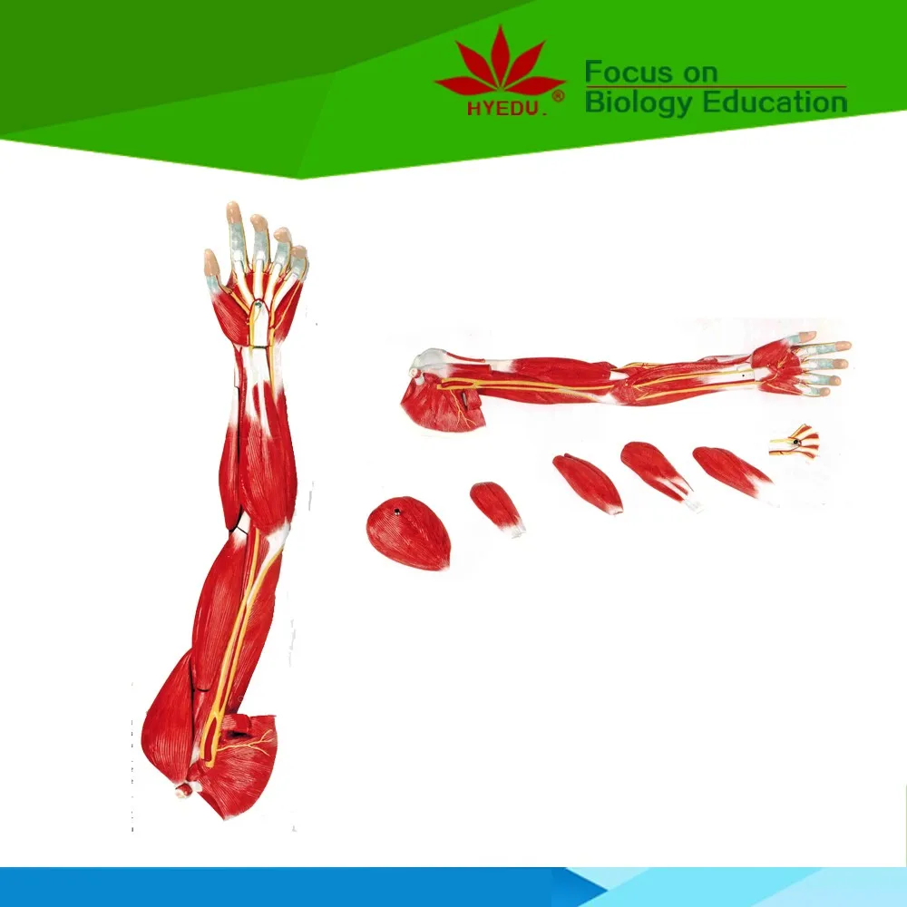 High Quality 3d Medical Human Arm Muscle Anatomy Model - Buy Anatomy ...