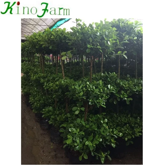3 Steps Ficus Panda Plant - Buy Ficus Panda Plant,Ficus Panda Product ...