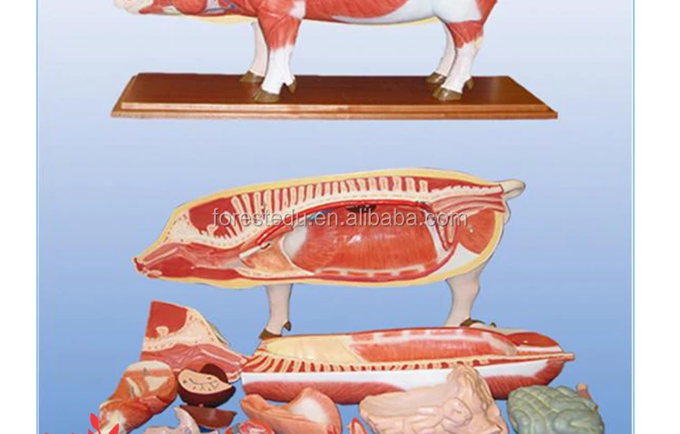 Animal Anatomical Models - Educational Medical Supplies