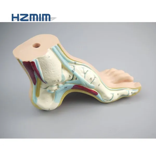 3 Parts Realistic Foot Model - HZMIM TM03 for Medical Teaching