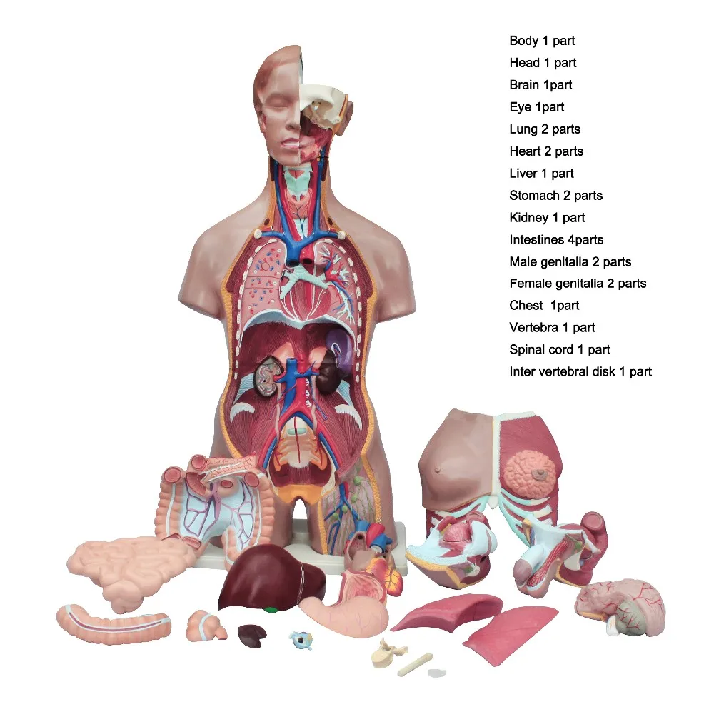 High Quality 85cm Human Male And Female Torso Model 23parts For ...