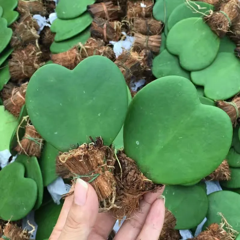Gree And Golden Hoya Kerri - Buy Golden Hoya Kerri,Golden Hoya Kerri ...