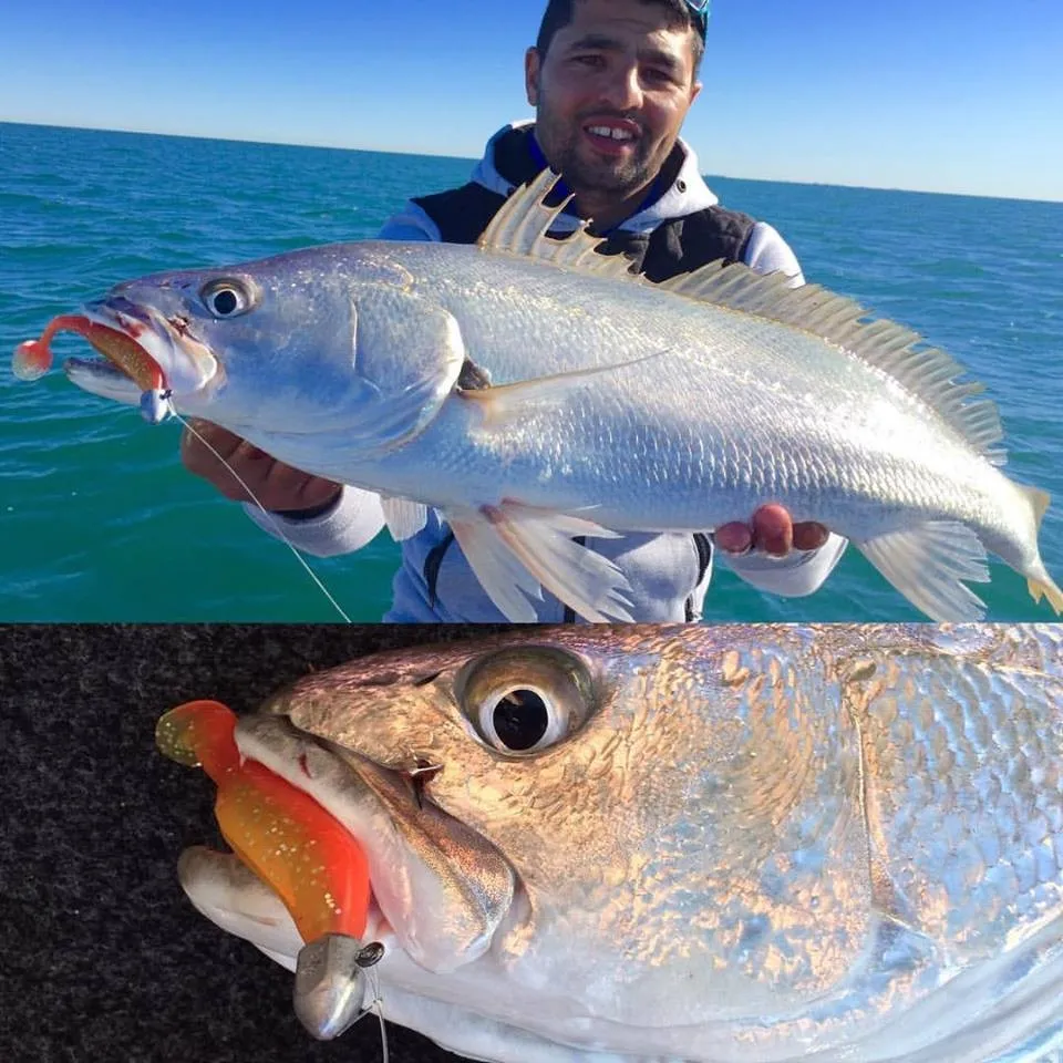 6 Inch Shad Silicone Fishing Lure - Multi Color & Weight