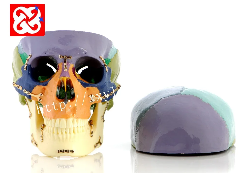 Adult Colored Anatomical Skull Model For Medical Demonstration With ...