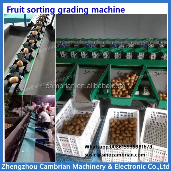 5 Levels Shrimp Grading Machine Crayfish Sorter With Rotation Roller ...