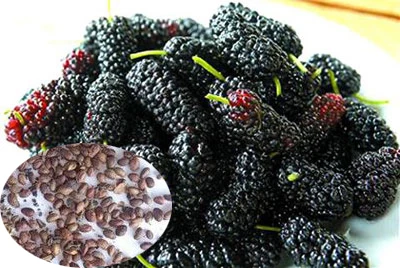 Mulberry Seeds For Planting High Quality Mulberry Trees For Silkworm ...