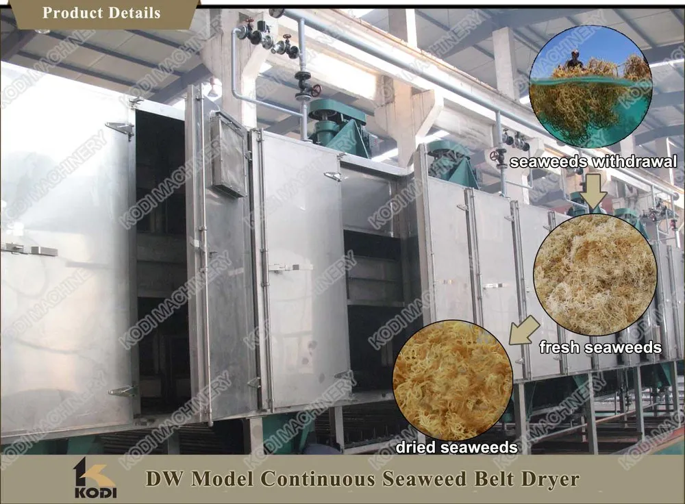 Kodi Continous Seaweed Processing Machine Equipment - Buy Seaweed ...