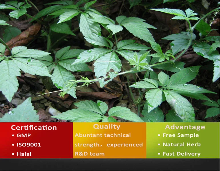 Jiaogulan Gynostemma Pentaphyllum Extract - Buy Gynostemma Pentaphyllum Extract,Gynostemma ...