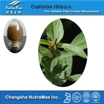 (10:1 ) Euphorbia Hirta P.e.,Garden Euphorbia Herb Extract,Euphorbia ...