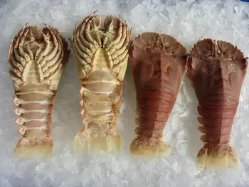 Frozen Whole Slipper Lobster - Buy Slipper Lobster,Slipper,Slipper ...