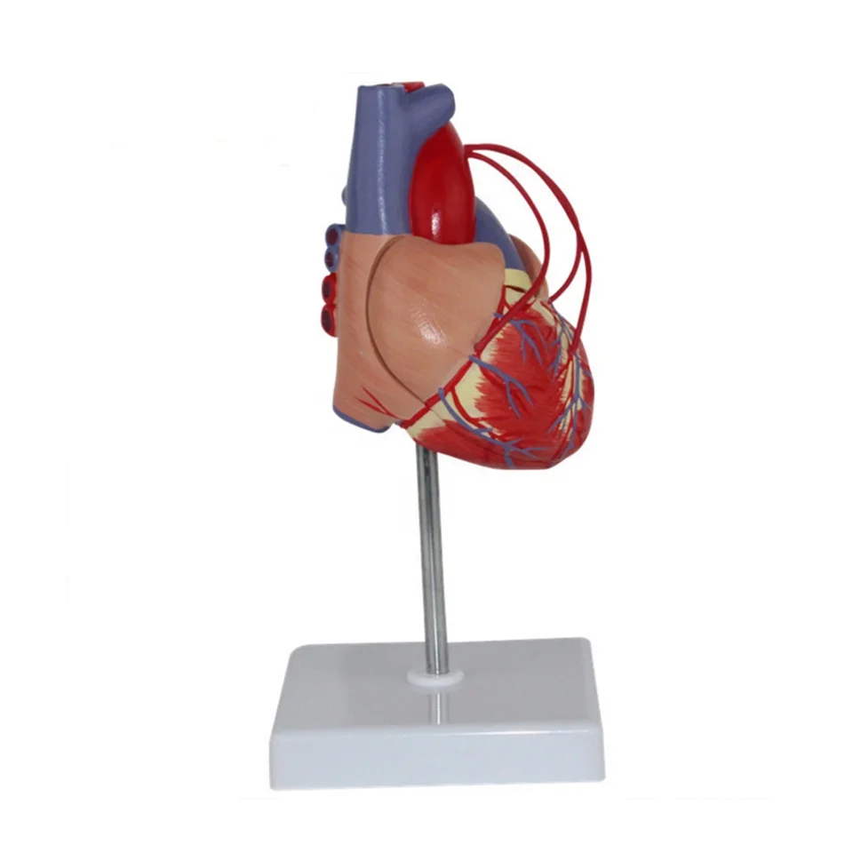 Human Heart Bypass Surgery Training Model for Medical Science