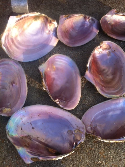 Good Quality Raw Pink Shell Stock In Best Price - Buy Pink Shell,Pink ...