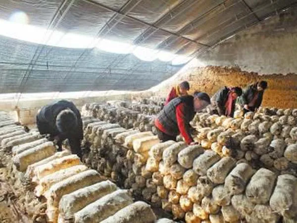 Multifunctional Mushroom Growing Equipment/automatic Mushroom Growing ...