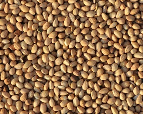 Condimente mai puțin cunoscute – Mahalebul – PlantePedia