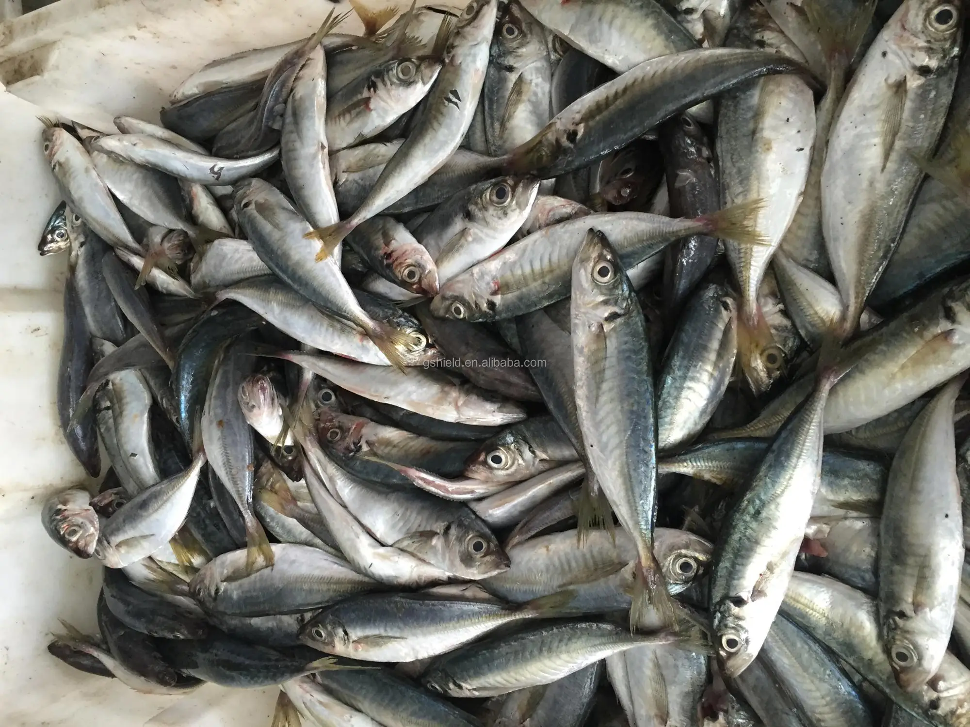 2018 New Arrived Frozen Round Scad 30-35pcs/kg Layang Scad - Buy Round ...