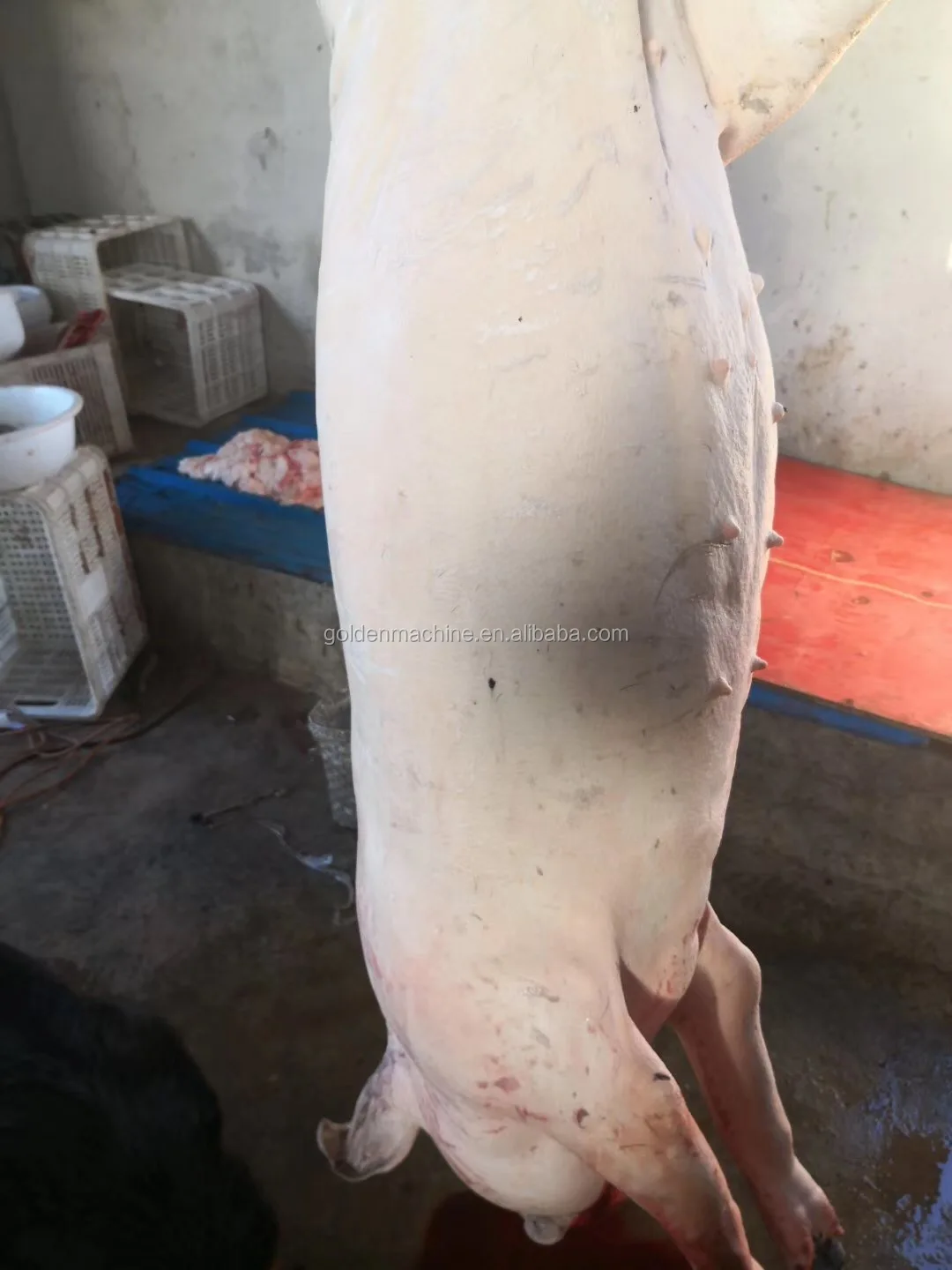 Hog Slaughterhouse Line - Efficient Dehairing Solutions