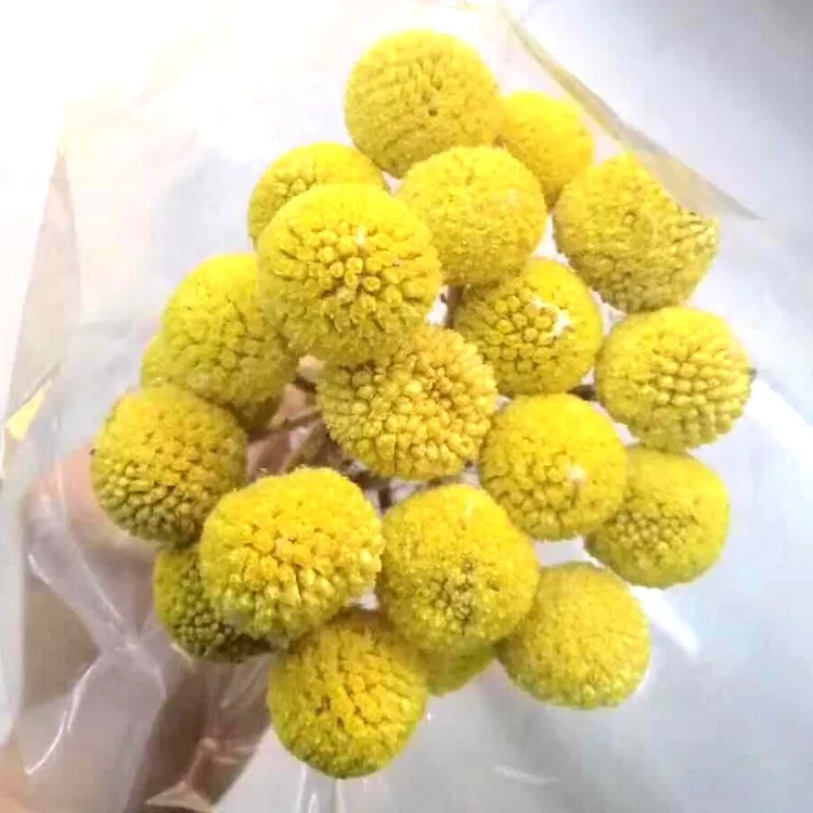 Multicolor Dried Preserved Golden Ball Flower For Home Decoration - Buy ...