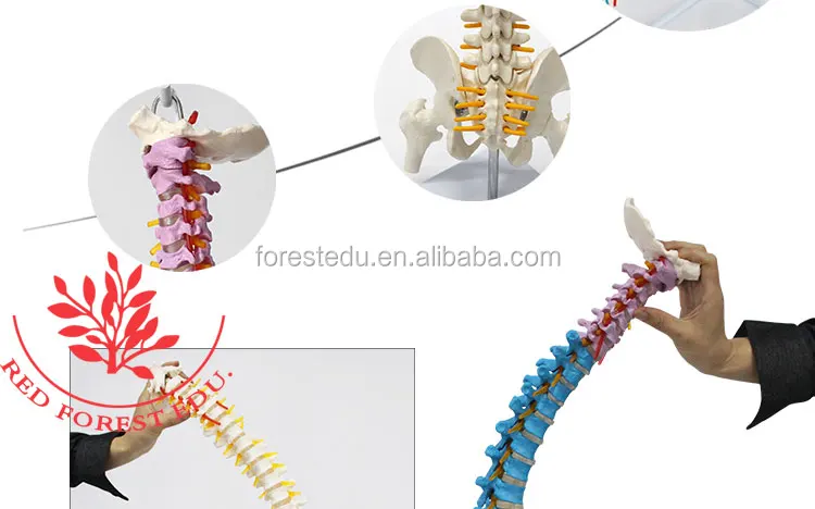 Human Skeleton Model - Flexible 3d Spine Anatomy For Education & Oem