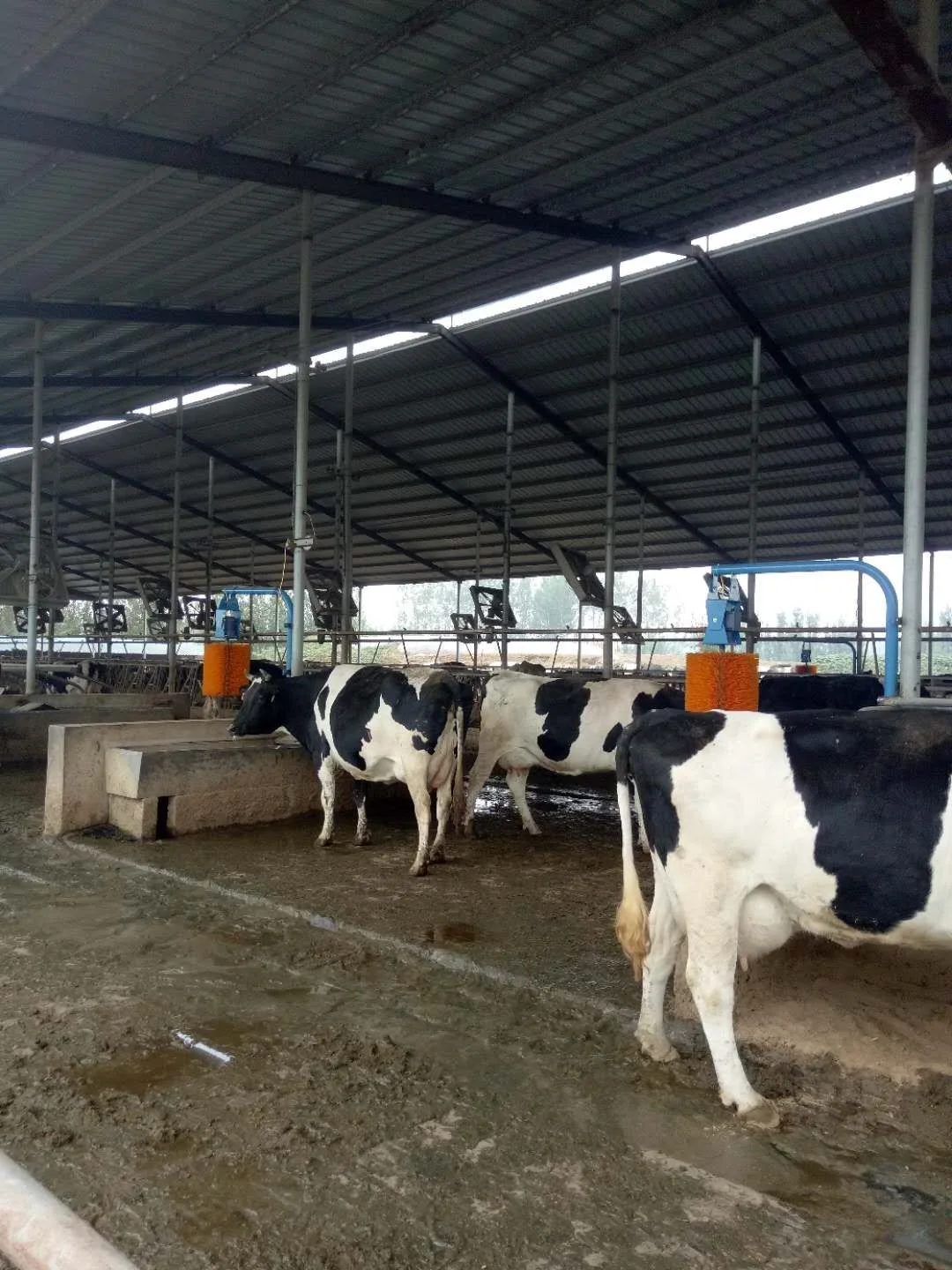 Poultry Equipment Cow Brush Scratching Machine for Cattle