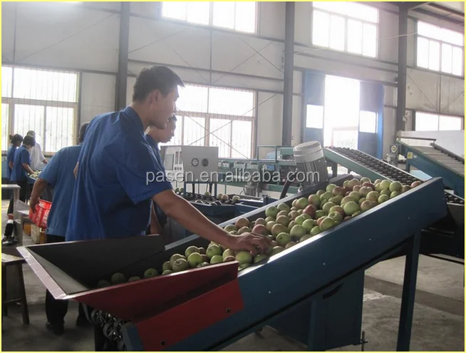 Fruit Weight Sorting Machine - Efficient & Reliable Solutions