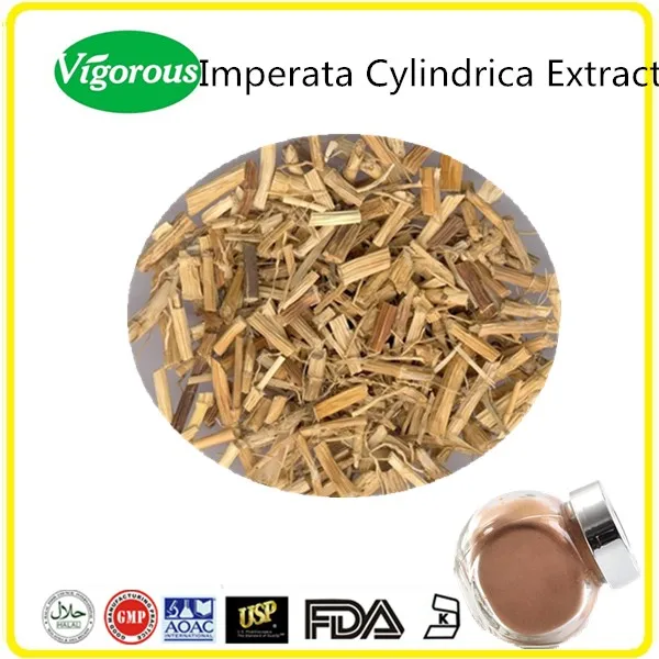 Kosher Halal Imperata Cylindrica Root Lalang Grass Rhizome Couch Grass ...