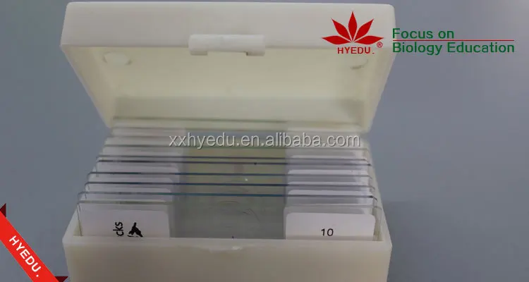 Hot-selling 24 Kinds Insect Leg Types Whole Mount Prepared Insect ...