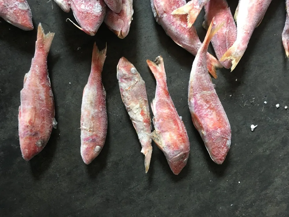 Frozen Red Mullet - Buy Mullet Fish,Frozen Mullet,Mullet Product on ...