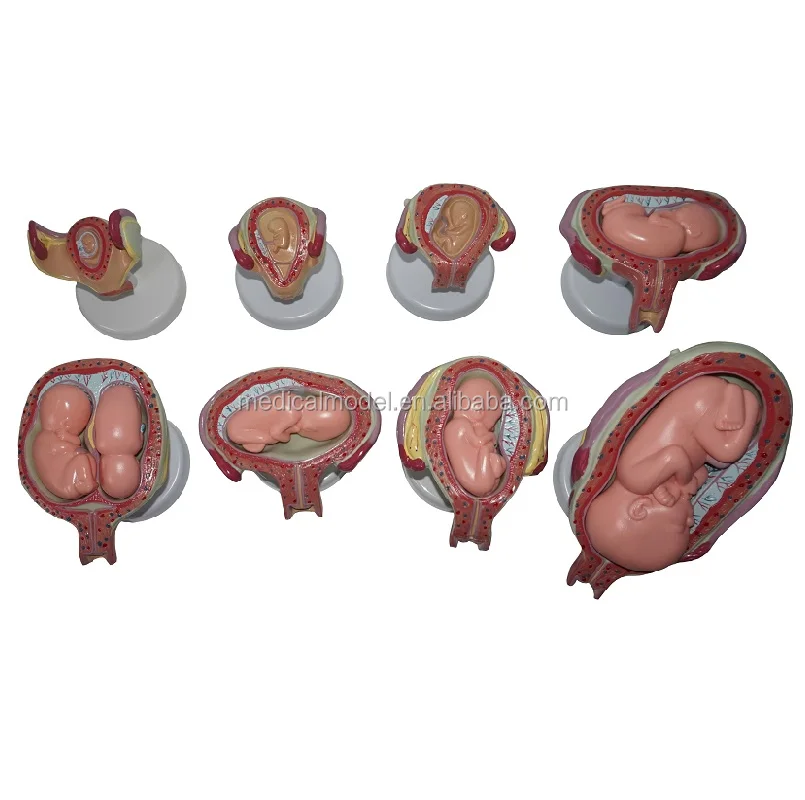 Medical Anatomy Training Pregnancy Baby Embryonic Development Model ...