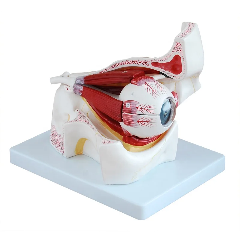 Biology Human Anatomical Eye Model With Orbit Eye Structure Model - Buy ...