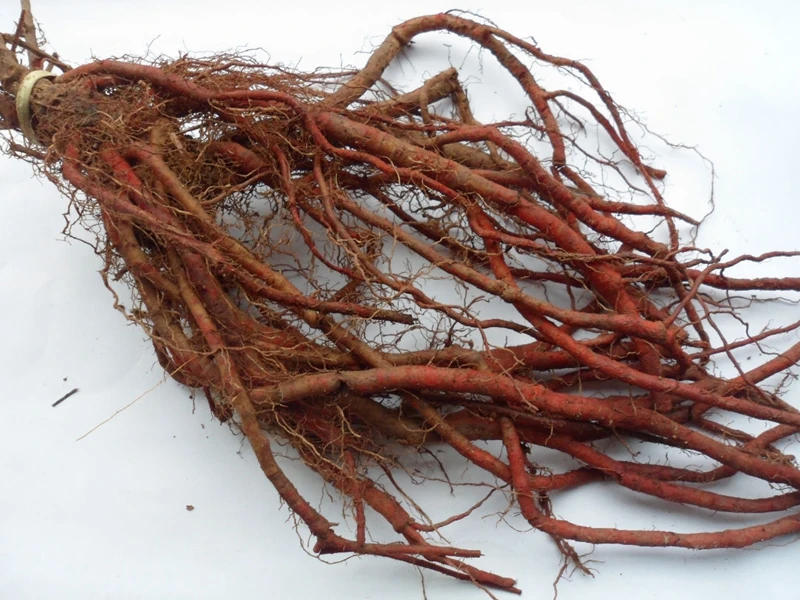 Danshen Root (salvia Miltiorrhiza) - Herbal Extracts