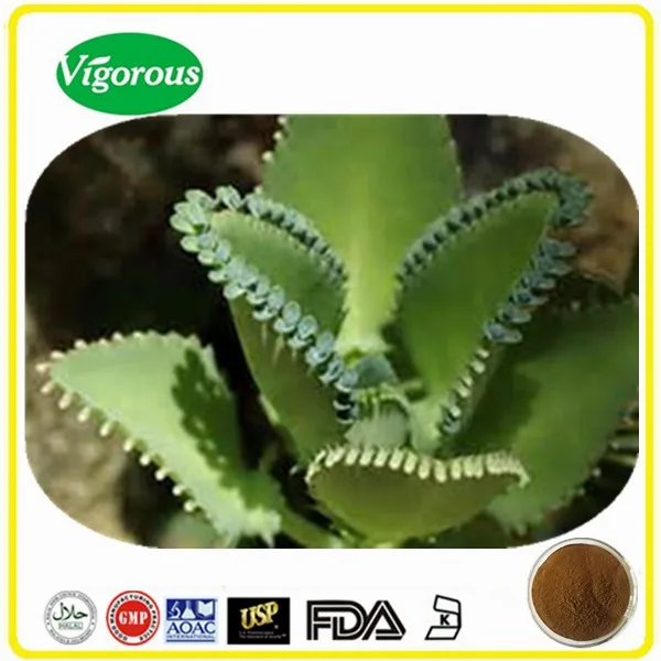 Free Sample Kalanchoe Pinnata Extract / Bryophyllum Pinnatum Powder ...