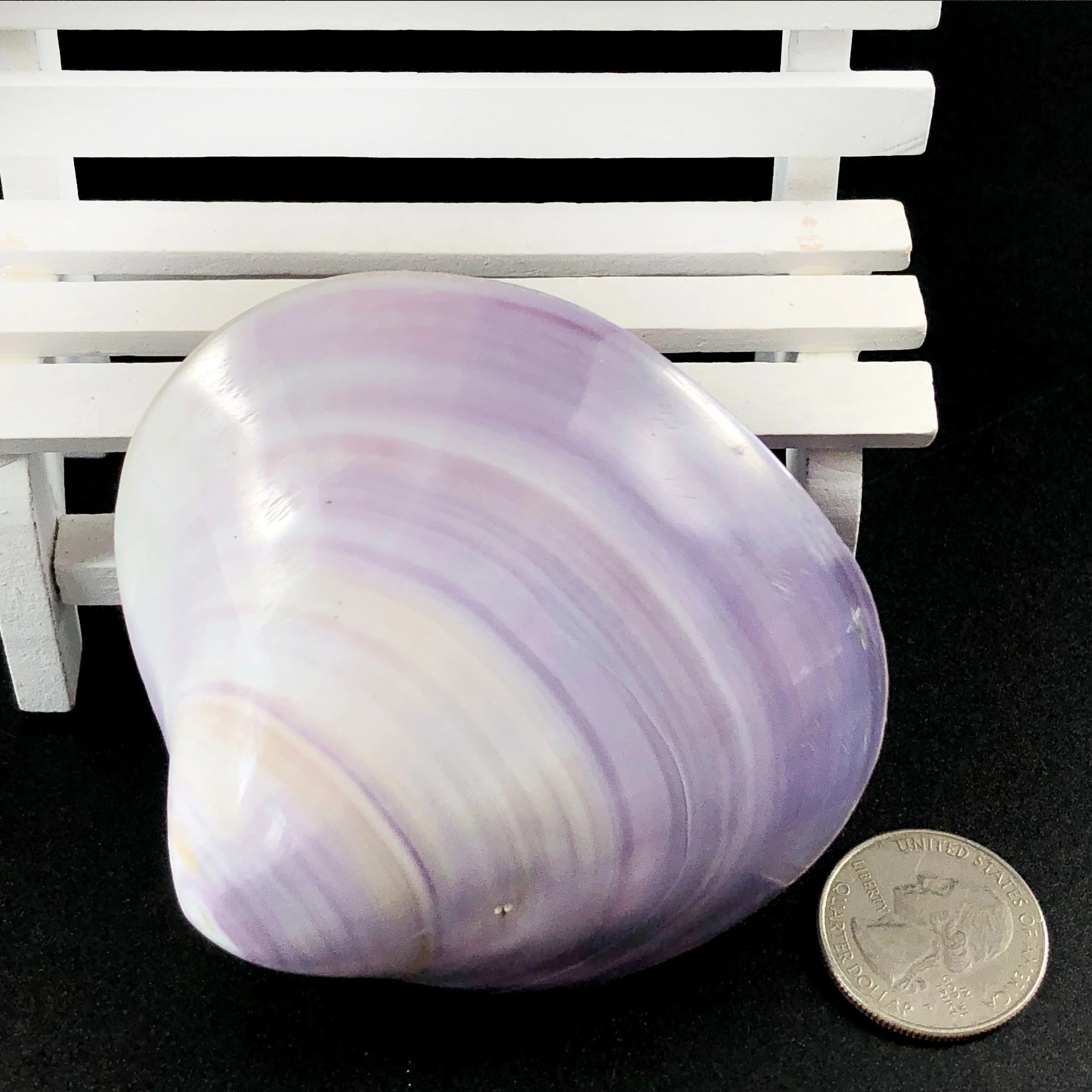 Bali Sea Natural Lava Shell Polished As A Carved Gift Empty Shell - Buy ...