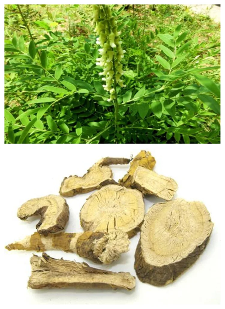 Factory Supply Natural Radix Sophorae Flavescentis Extarct / Sophora ...