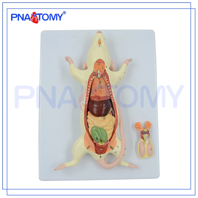 Pnt-0821 Dier Anatomisch Model Rat Dissectie Model - Buy Biologische ...