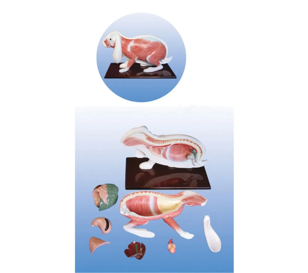 Plastic Rabbit Anatomy Model - Durable & Accurate Demonstration