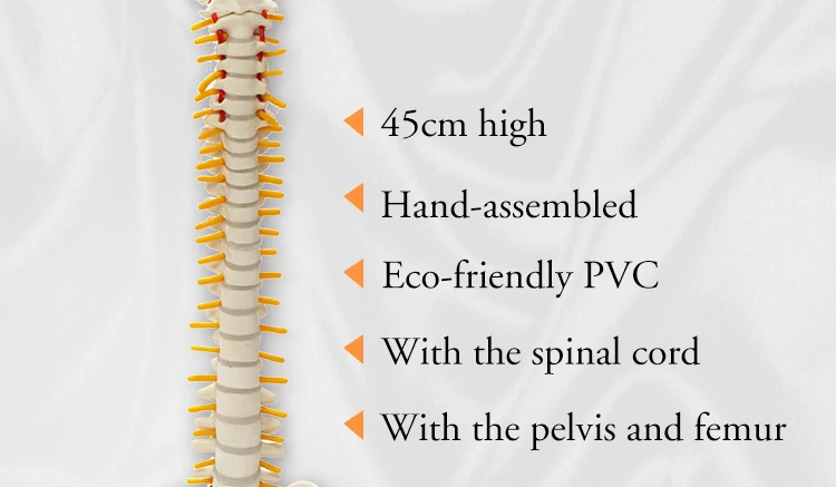 Spine Model Anatomical Rehabilitation Training Sitting Posture 45cm ...