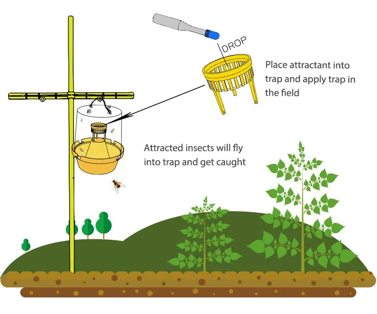 Bactrocera Dorsalis Pheromone Lure - Buy Dacus Dorsalis,Oriental Fruit ...