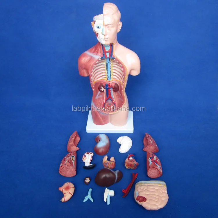 42cm Sexless Torso Model With Internal Organs 18 Parts,Torso Anatomy ...