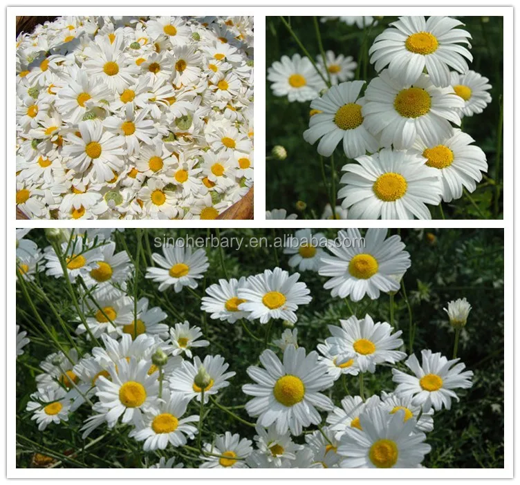 High Germination Rate Pyrethrum Daisy Seeds,Dalmatian Pyrethrum Seeds ...