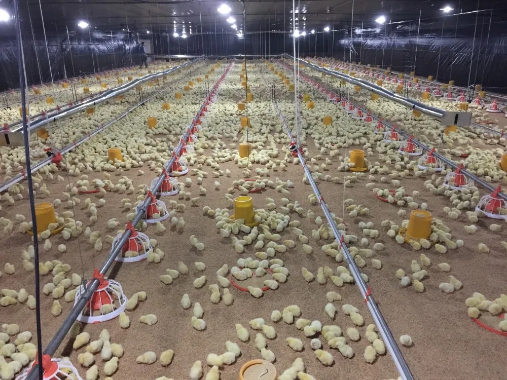 2016 Best Quality Automatic Poultry House Equipment/chicken Feeder ...
