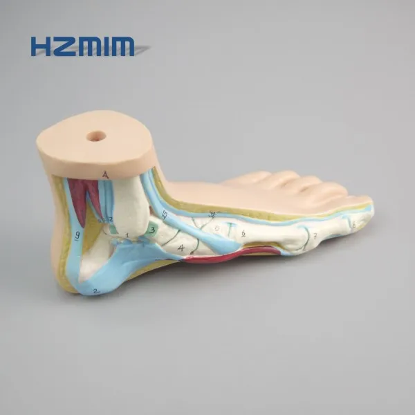 3 Parts Realistic Foot Model - HZMIM TM03 for Medical Teaching
