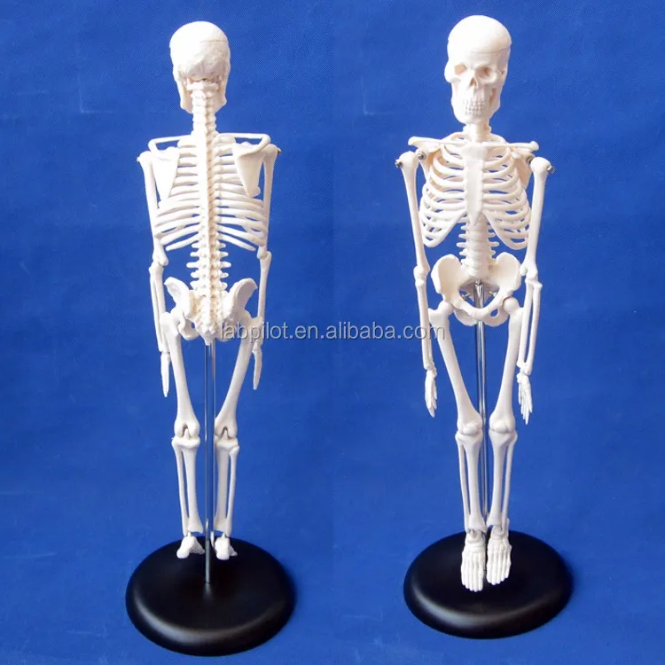 Flexibele Skelet Model Met Beweegbare Kaak,45 Cm Skelet - Buy Mini Skelet Model,3d Skelet Model ...