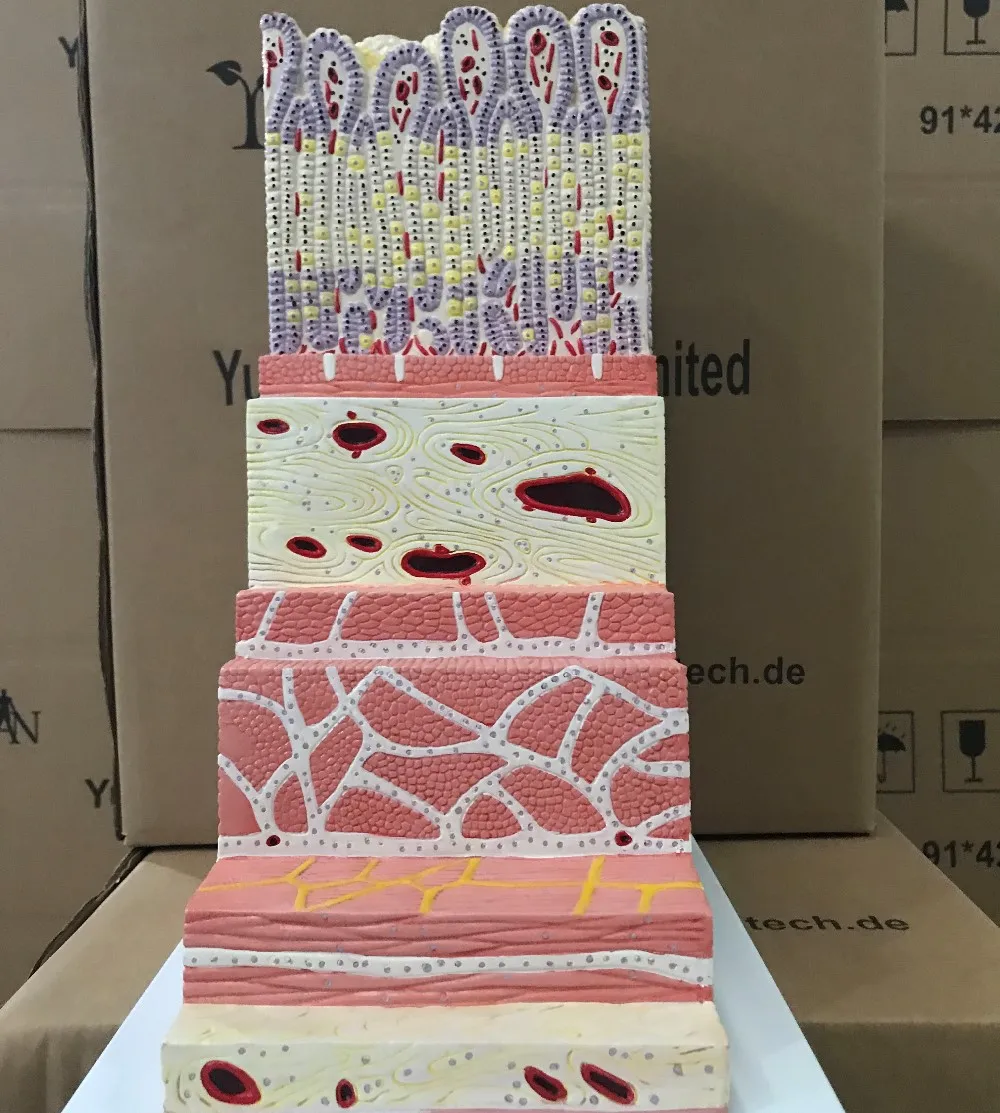 Structure Of Human Stomach Wall Anatomy Plastic Model - Buy Stomach ...