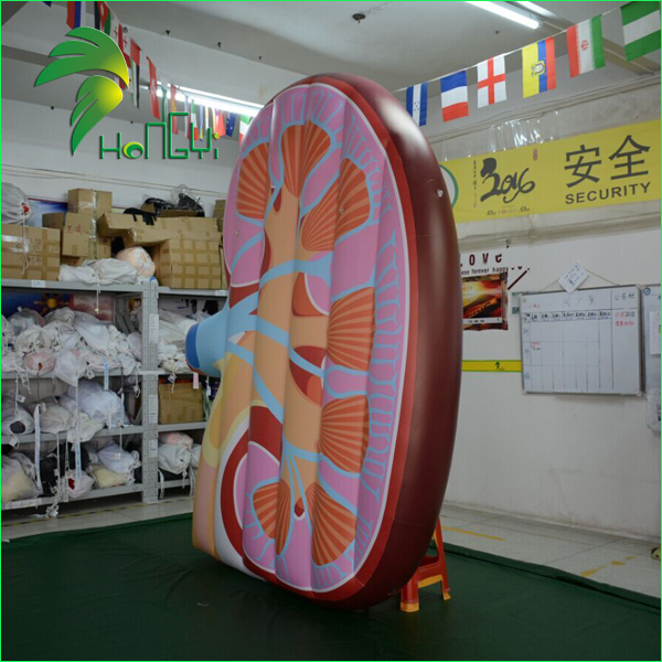 Custom Giant Air Heart Liver Lung Spleen Kidney Human Body Organ Model ...