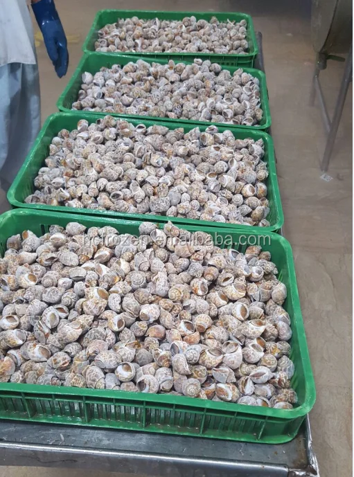 2016 New Crop Fresh Iqf Frozen Top Shell Frozen Baigai - Buy New Crop ...